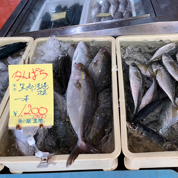 鮮魚セット 約2kg～4kg | 目安人数2～4人。家族・パーティーにオススメです。1日目は基本的に刺身、2日目以降は焼き・煮付等お楽しみ頂けま