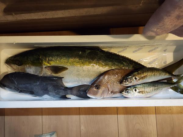 鮮魚セット 約1.5kg～3kg | 目安人数2～3人。夫婦・家族にオススメです。1日目は基本的に刺身、2日目以降は焼き・煮付などお楽しみ頂けます